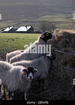 sheep beside Standedge Trail below Diggle Edge Farm Stock Photo - Alamy