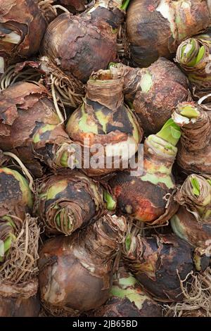 Amaryllis Bulb With Roots Stock Photo - Alamy