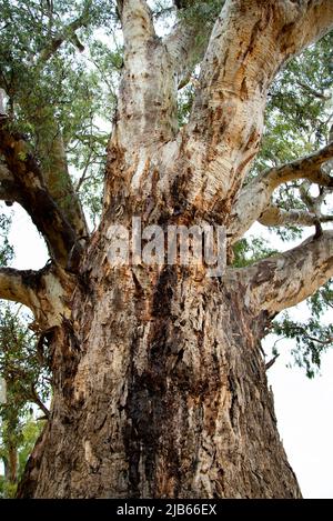 Giant Red Gum Tree - Orroroo - Australia Stock Photo - Alamy
