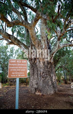 Giant Red Gum Tree - Orroroo - Australia Stock Photo - Alamy