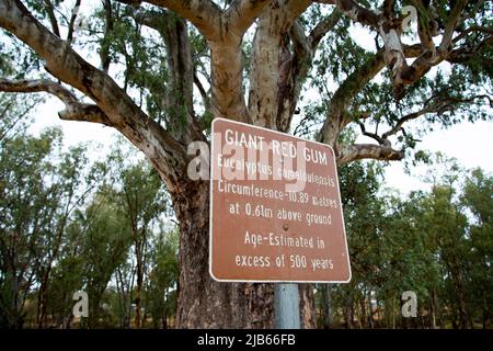 Giant Red Gum Tree - Orroroo - Australia Stock Photo - Alamy