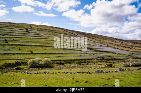 Spring bluebells accentuate the strip lynchets of the ancient field ...