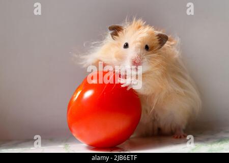 fluffy syrian hamster with tomato Stock Photo - Alamy