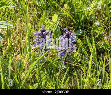 Ajuga reptans, commonly known as carpet bugle, is a groundcover plant ...