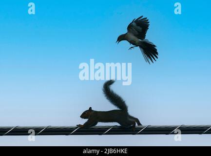 Angry bird goes after a Squirrel Stock Photo - Alamy
