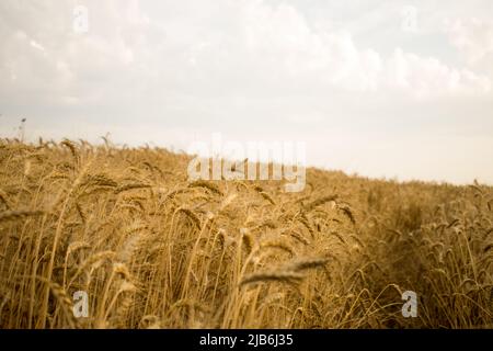 Field of wheat with close and far photos Stock Photo - Alamy