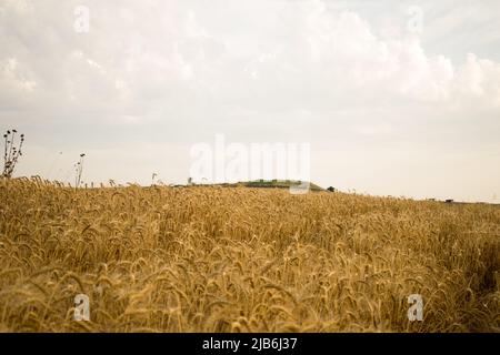 Field of wheat with close and far photos Stock Photo - Alamy