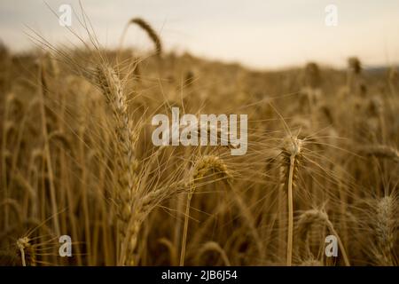 Field of wheat with close and far photos Stock Photo - Alamy
