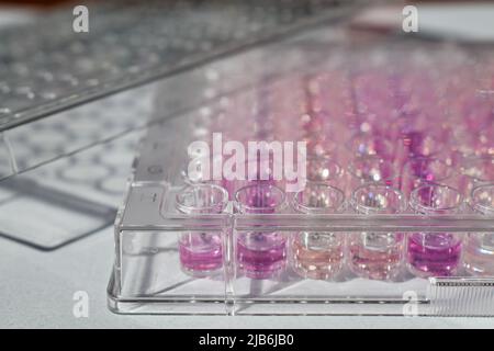 96well plate filled with cell medium and cells lying on laboratory ...