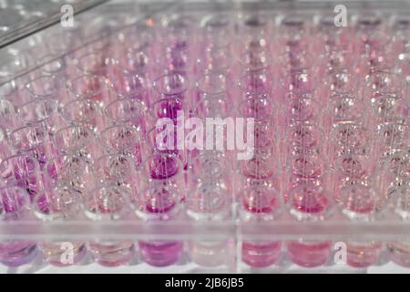 96well plate filled with cell medium and cells lying on laboratory ...