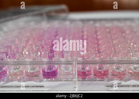 96well plate filled with cell medium and cells lying on laboratory ...