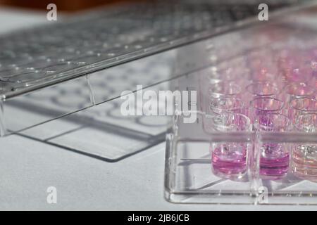 96well plate filled with cell medium and cells lying on laboratory ...