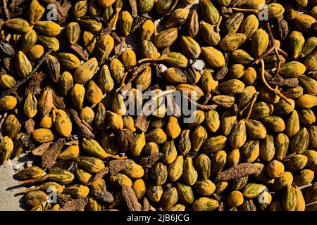 Flower seed scattered on the ground Stock Photo - Alamy