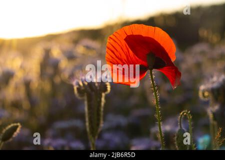 Flowers in Spring. High-quality photo Stock Photo - Alamy
