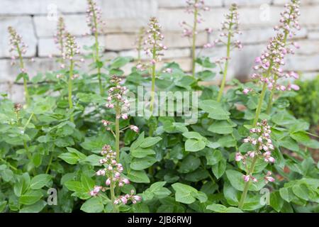 Dictamnus albus gas plant Stock Photo - Alamy
