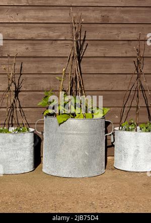 Young climbing plants in pots with bamboo supports inside modern ...