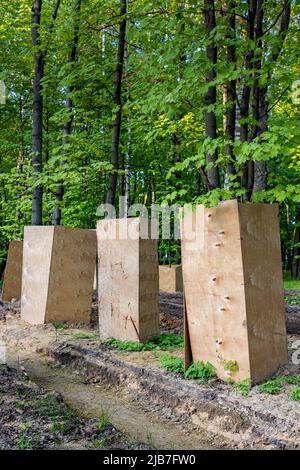 deciduous tree whose trunk is protected by a sheet of plywood. High ...