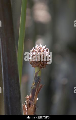 Nipa Palm or Golpata fruits in the Sundarbans, a UNESCO World Heritage ...