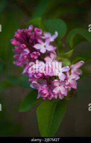 Syringa vulgaris lilac flowers blooming in spring Stock Photo - Alamy