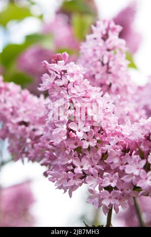 Full pink flowers of lilac Syringa vulgaris Stock Photo - Alamy