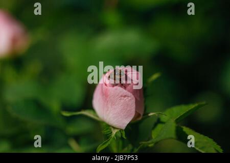 Honey bee on an unopened rose flower Stock Photo - Alamy