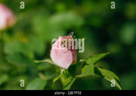 Honey bee on an unopened rose flower Stock Photo - Alamy
