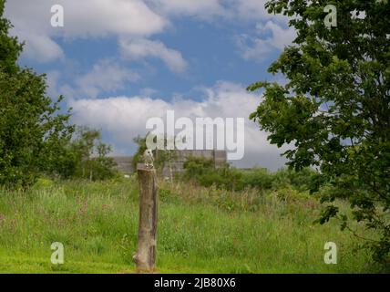 Diva the barn owl (Tyto alba) in a flying demonstration at the British ...