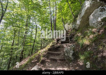 Picture of a typical deciduous forest in the Julian alps, in a deep ...