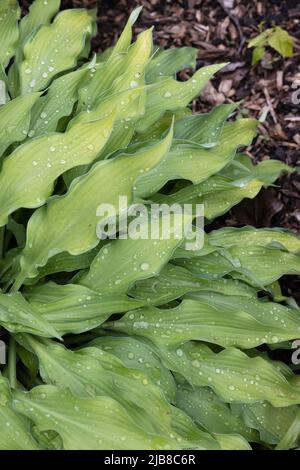 Hosta 'Pineapple Upside Down Cake' Stock Photo - Alamy