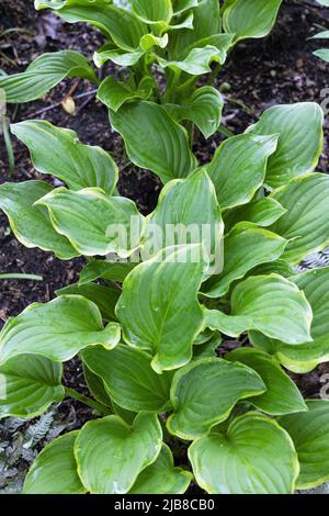 Hosta 'So Sweet' Stock Photo - Alamy