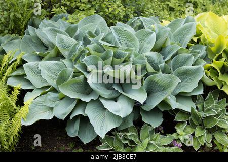 HOSTA 'BLUE MAMMOTH' Stock Photo - Alamy