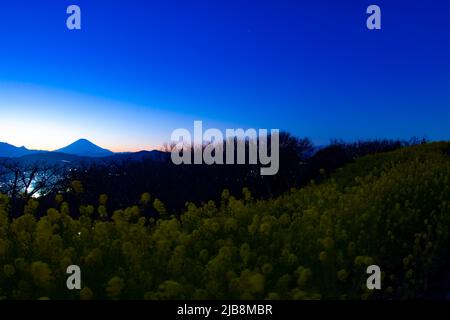 Canola flower garden at Azumayama park in Shounan Kanagawa middle shot ...