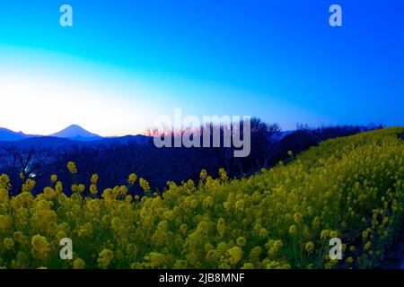 Canola flower garden at Azumayama park in Shounan Kanagawa middle shot ...
