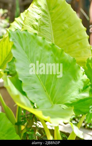 The picture of colocasia esculenta (alocasia) or taro. Local name of ...