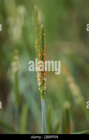 Orange anthers on a panicle of a grass called a water foxtail (latin ...