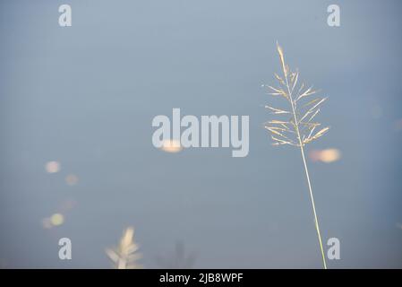 Strands of grass near a water body in a tropical forest Stock Photo - Alamy