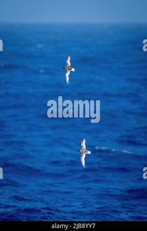 Two Antarctic petrels cross sea in formation Stock Photo - Alamy