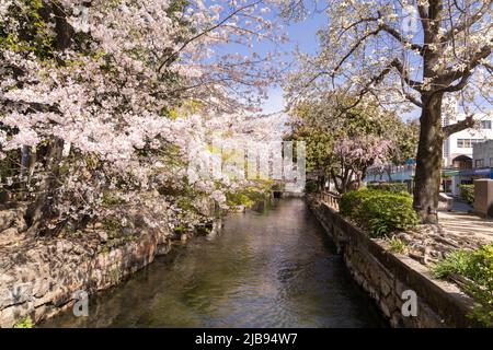 Nishigawa Canal with cherry blossom, Okayama City, Okayama, Western Honshu, Japan Stock Photo ...