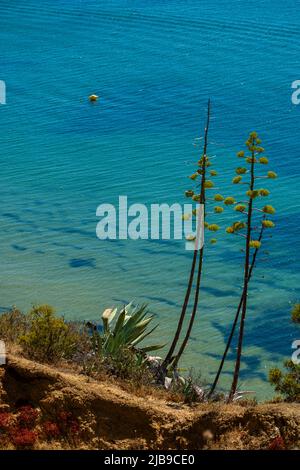 agave and golden cliff at Dona Ana beach at Lagos, Algarve, Portugal ...