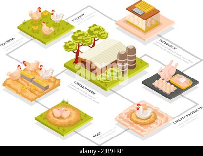 Chicken poultry farm isometric flowchart poster with meat eggs ...