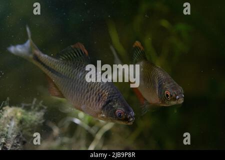 bitterling in breeding colours in a tank Stock Photo - Alamy