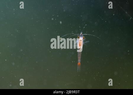 bloody-red mysid, Hemimysis anomala Stock Photo - Alamy