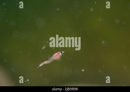 bloody-red mysid, Hemimysis anomala Stock Photo - Alamy
