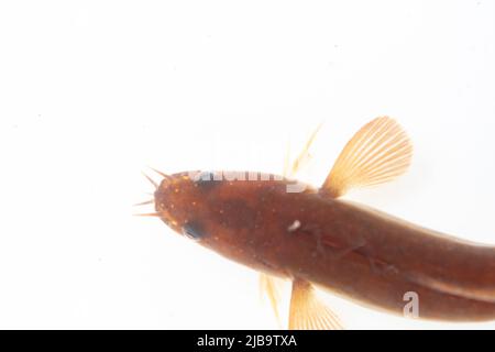 five beared rockling on white background Stock Photo - Alamy