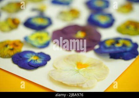 Pressed pansy and viola flowers drying on a paper sheet Stock Photo - Alamy
