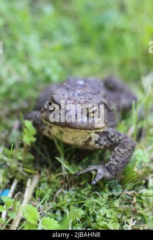 Toad on a summer walk Stock Photo - Alamy
