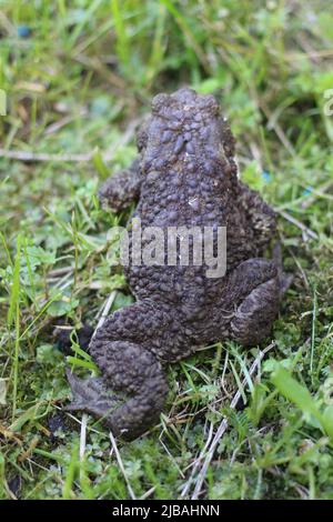 Toad on a summer walk Stock Photo - Alamy