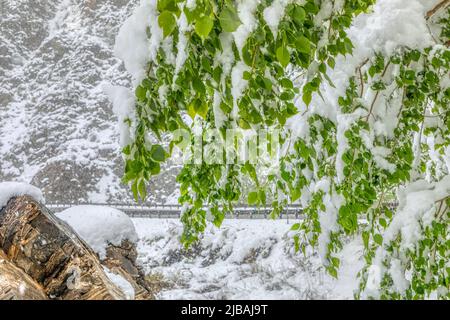 Spring Snow Storm in Canon Country of Colorado Stock Photo - Alamy