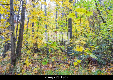 Autumn color foliage lines Tobins Track walk along Arrow River ...