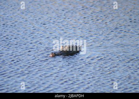 Lake Shelby Wetlands in Gulf Shores, Alabama, USA at Gulf Shores State ...